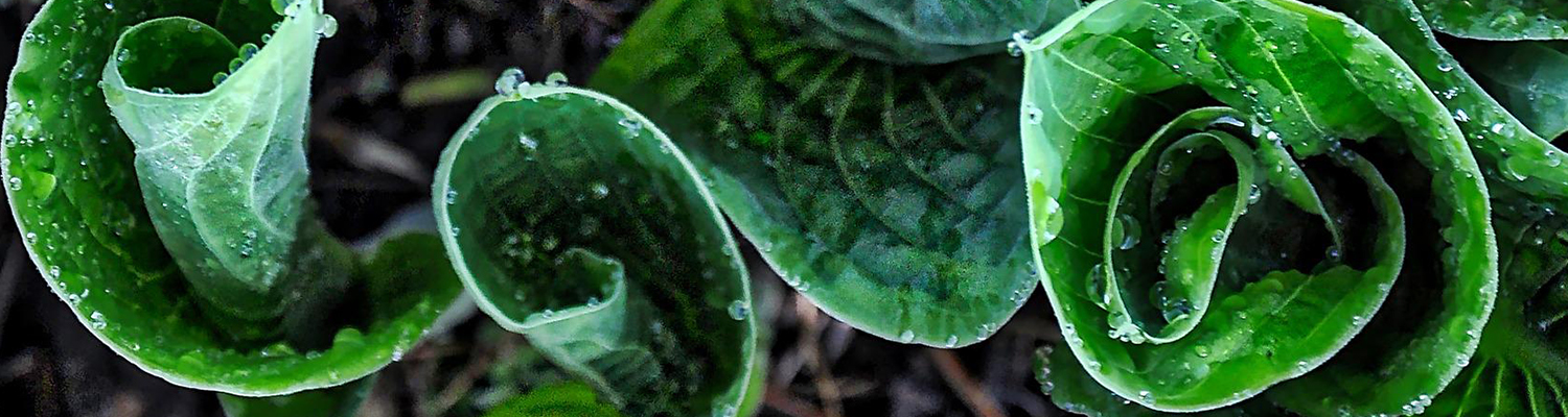 Conseils par types de plantes - Arroser futé